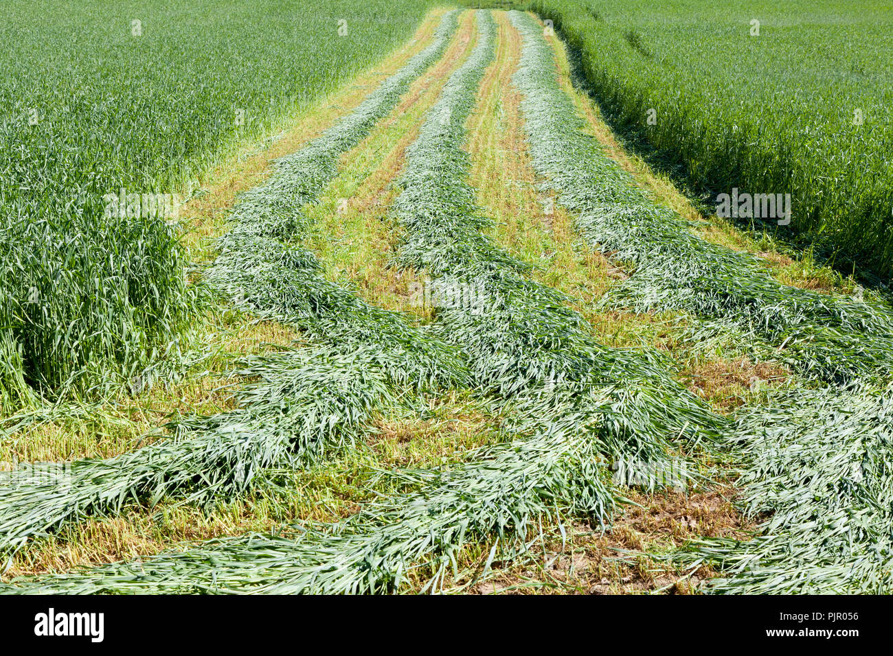 field of new green corn, agriculture landscape Stock Photo - Alamy