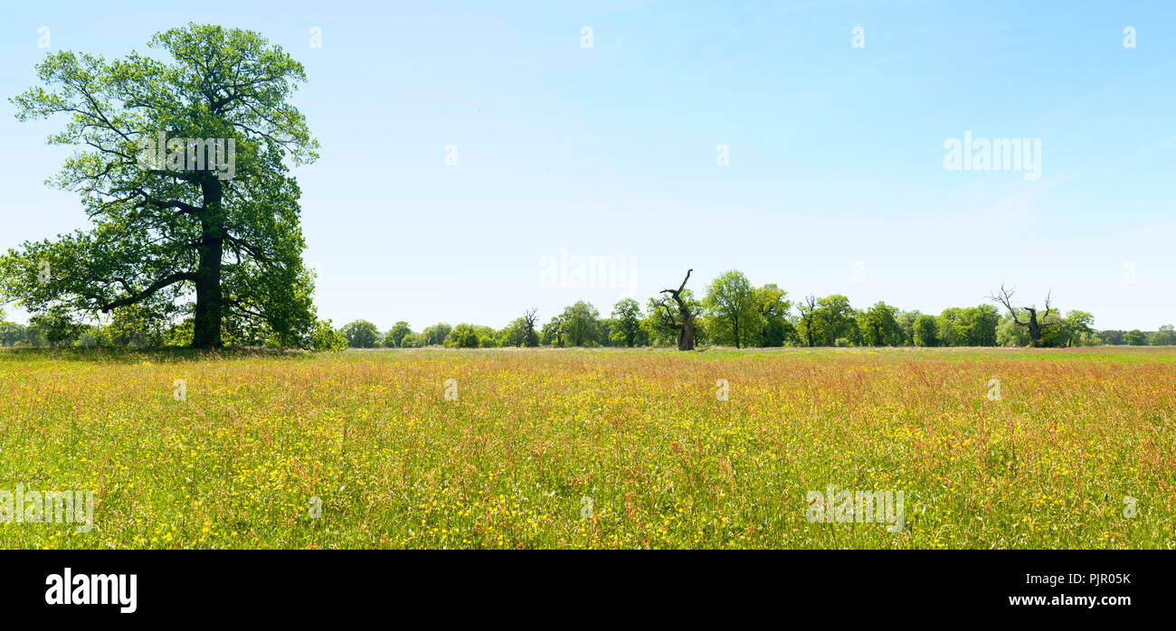 panorama of spring meadow, panoramic landscape with big oak, yellow ...
