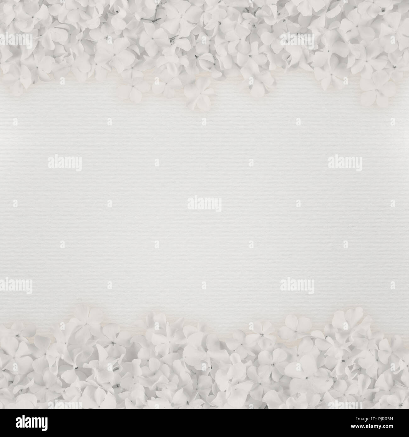 white paper background with flower frames, stipe pattern texture Stock ...