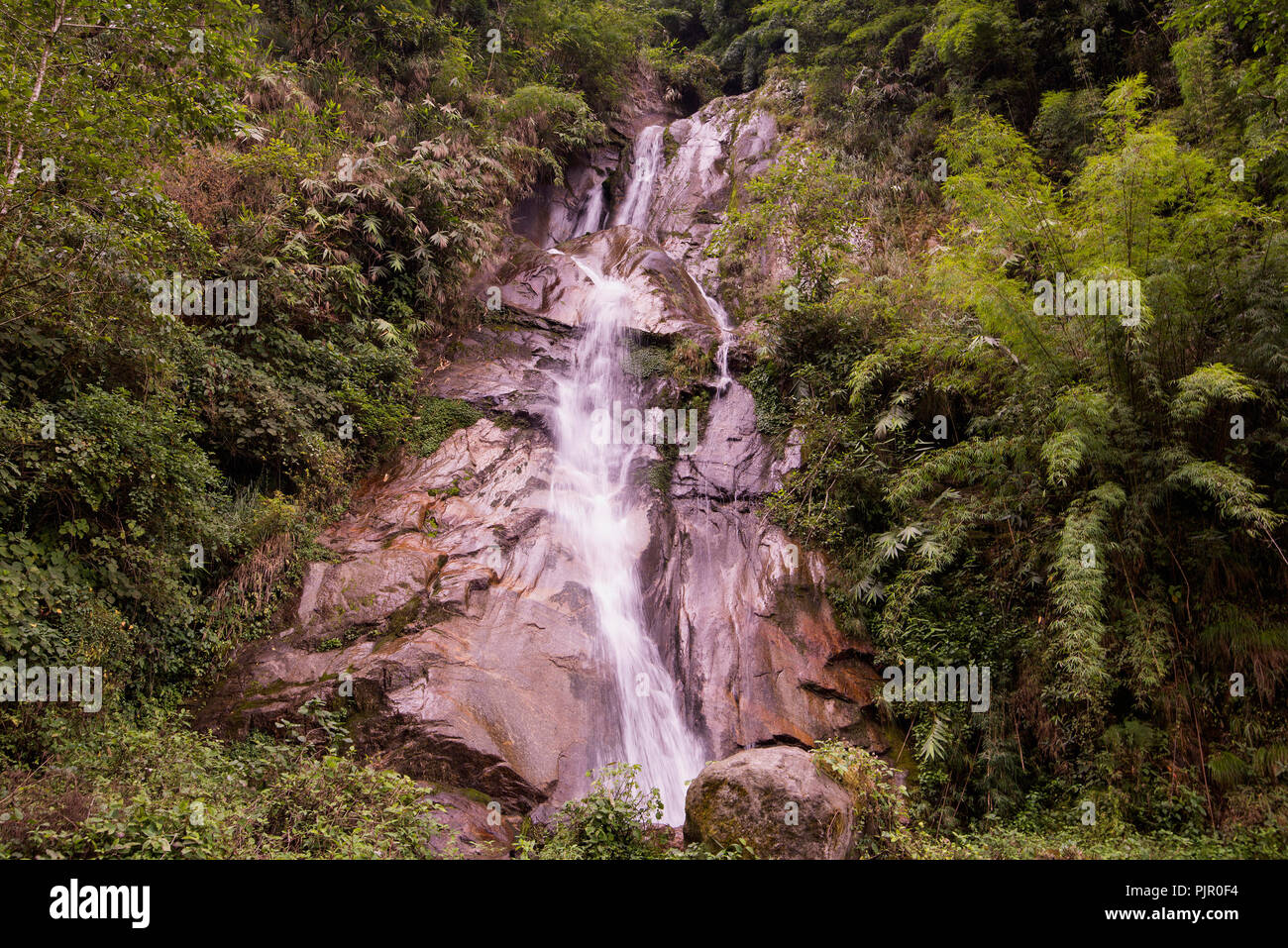 Sikkim forest hi-res stock photography and images - Alamy