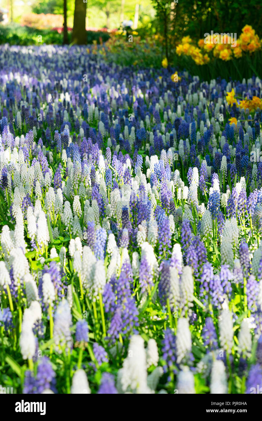 bluebell flowers river Stock Photo - Alamy