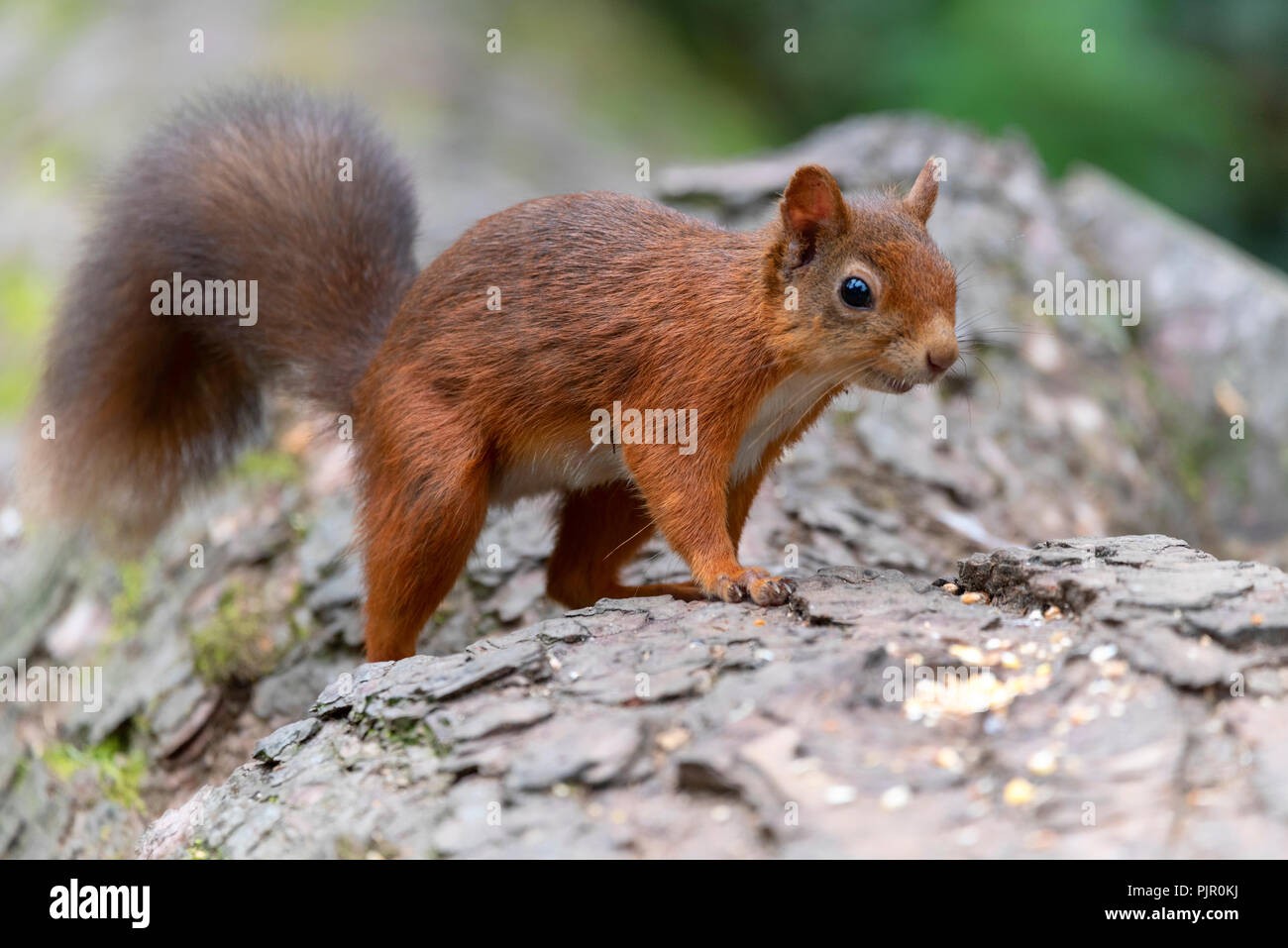 Red squirrel side view hi-res stock photography and images - Alamy