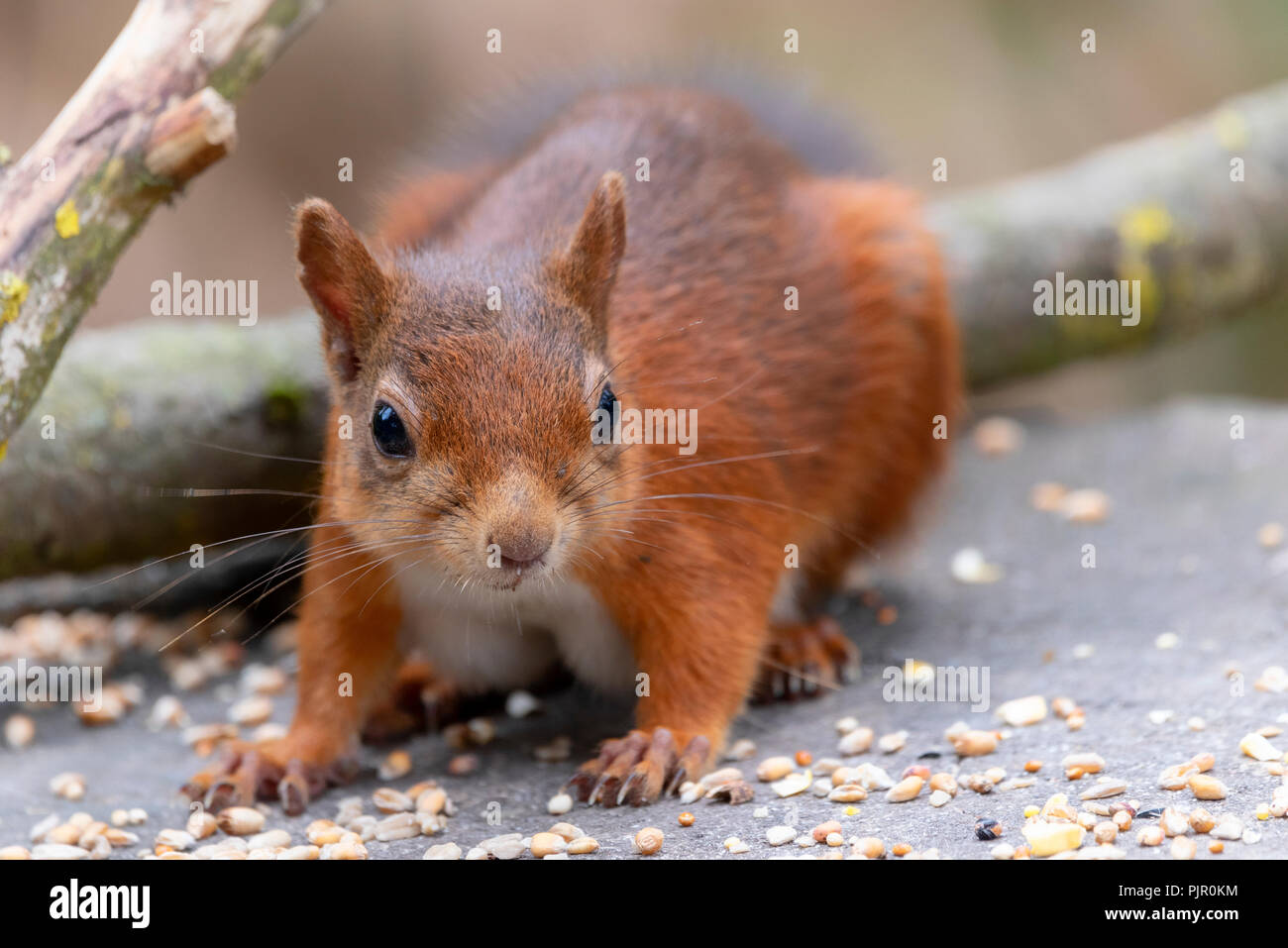 Red squirrel looking forward Stock Photo - Alamy