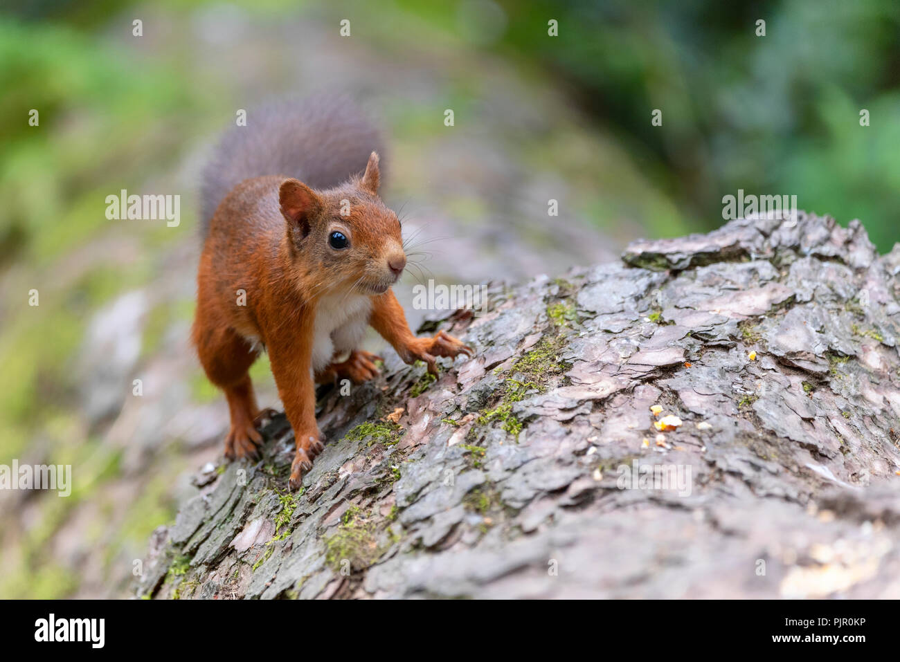 Red squirrel side view walking on log Stock Photo - Alamy