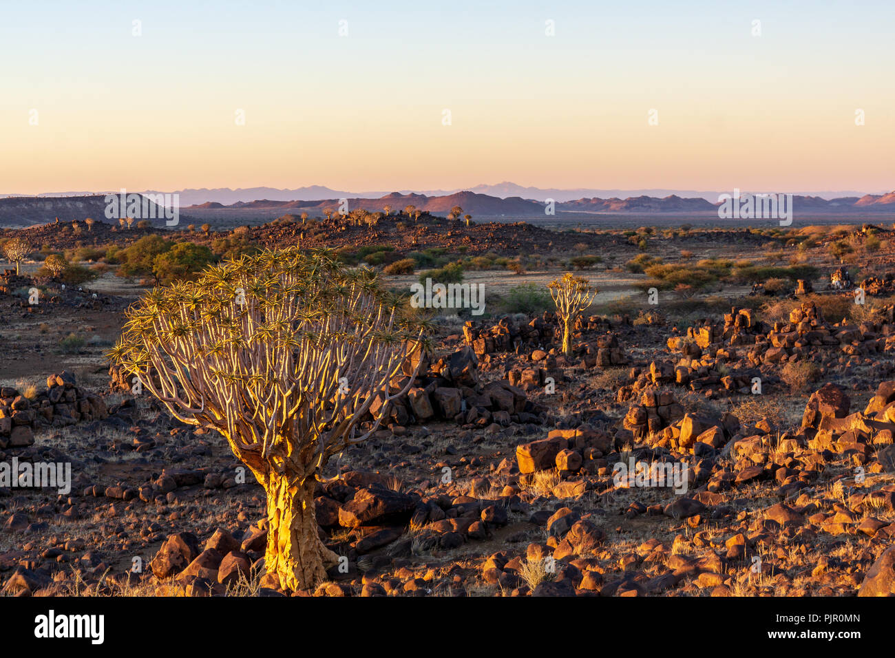 namibia quivertree sunset dummer morning Stock Photo - Alamy