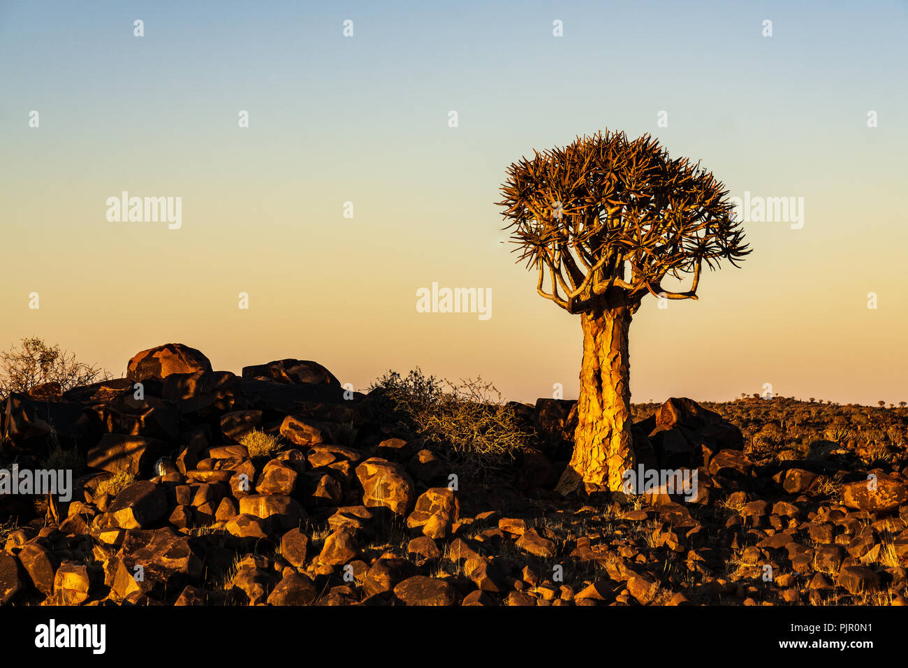 Quivertree forest at sunset hi-res stock photography and images - Alamy
