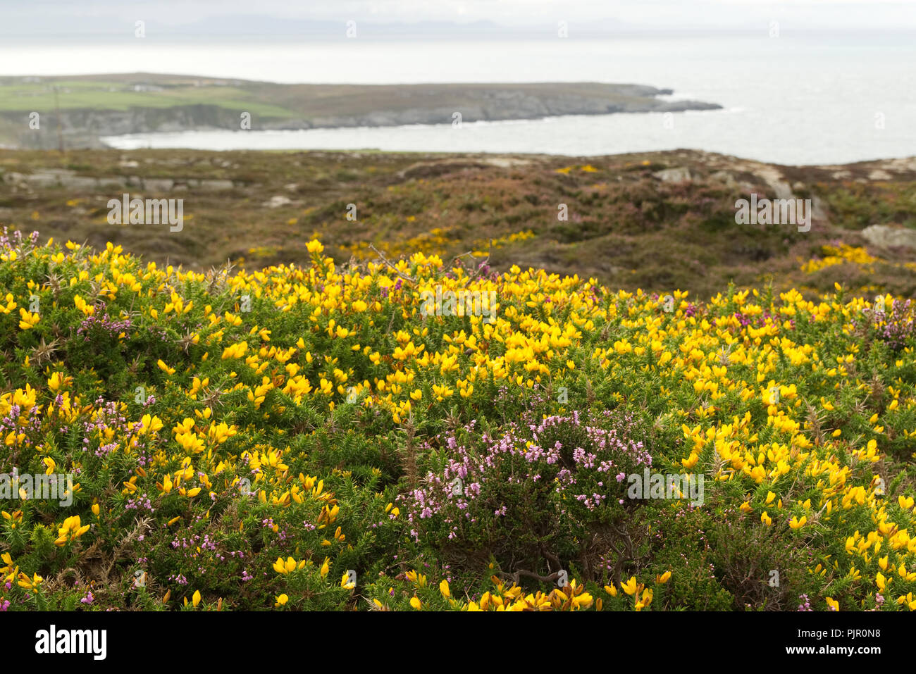 Field of purple flowered heather perennial shrubs (calluna vulgaris ...
