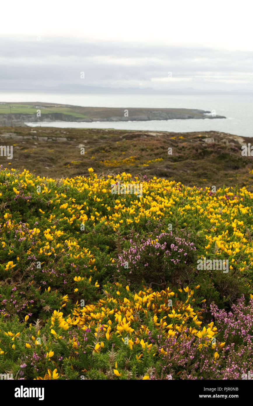 Field of purple flowered heather perennial shrubs (calluna vulgaris ...