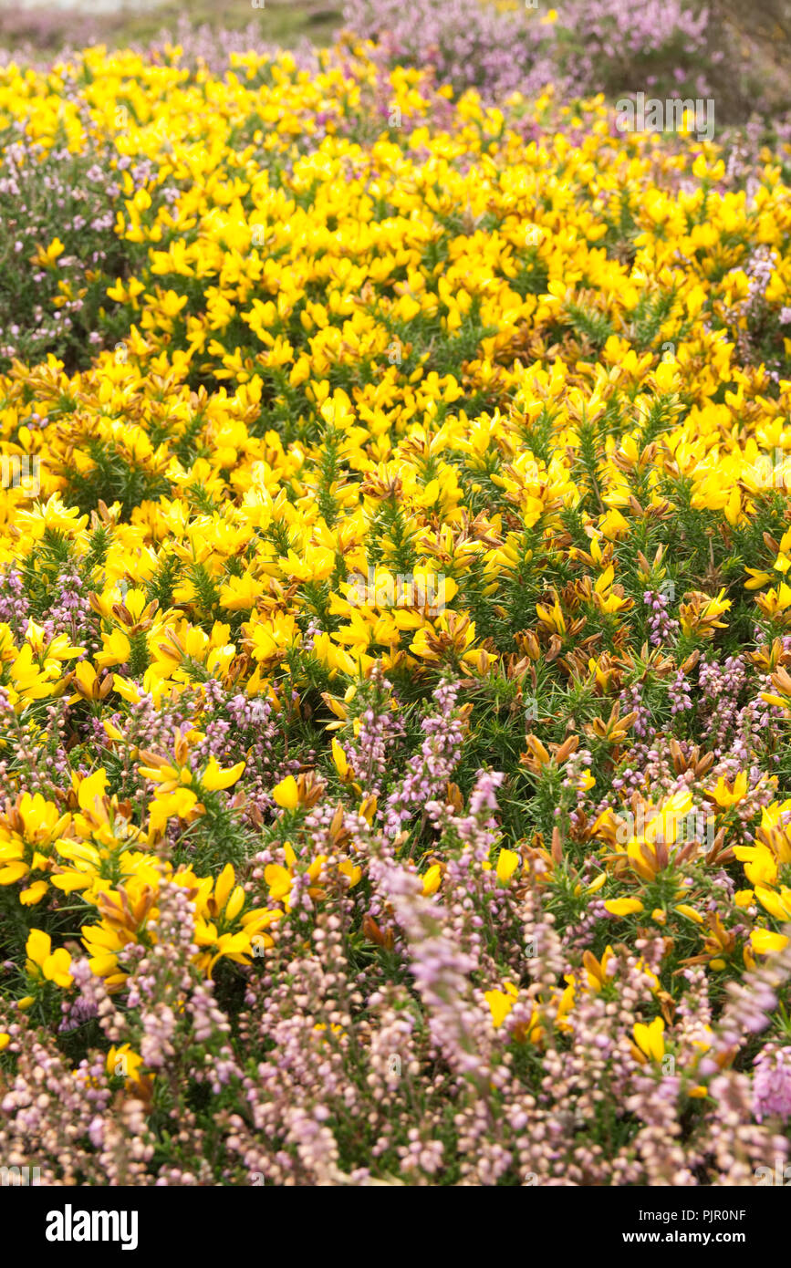 Field of purple flowered heather perennial shrubs (calluna vulgaris ...