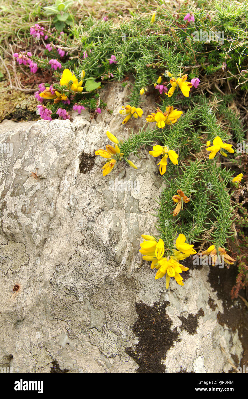 Purple flowered heather perennial shrubs (calluna vulgaris, ericaceae ...