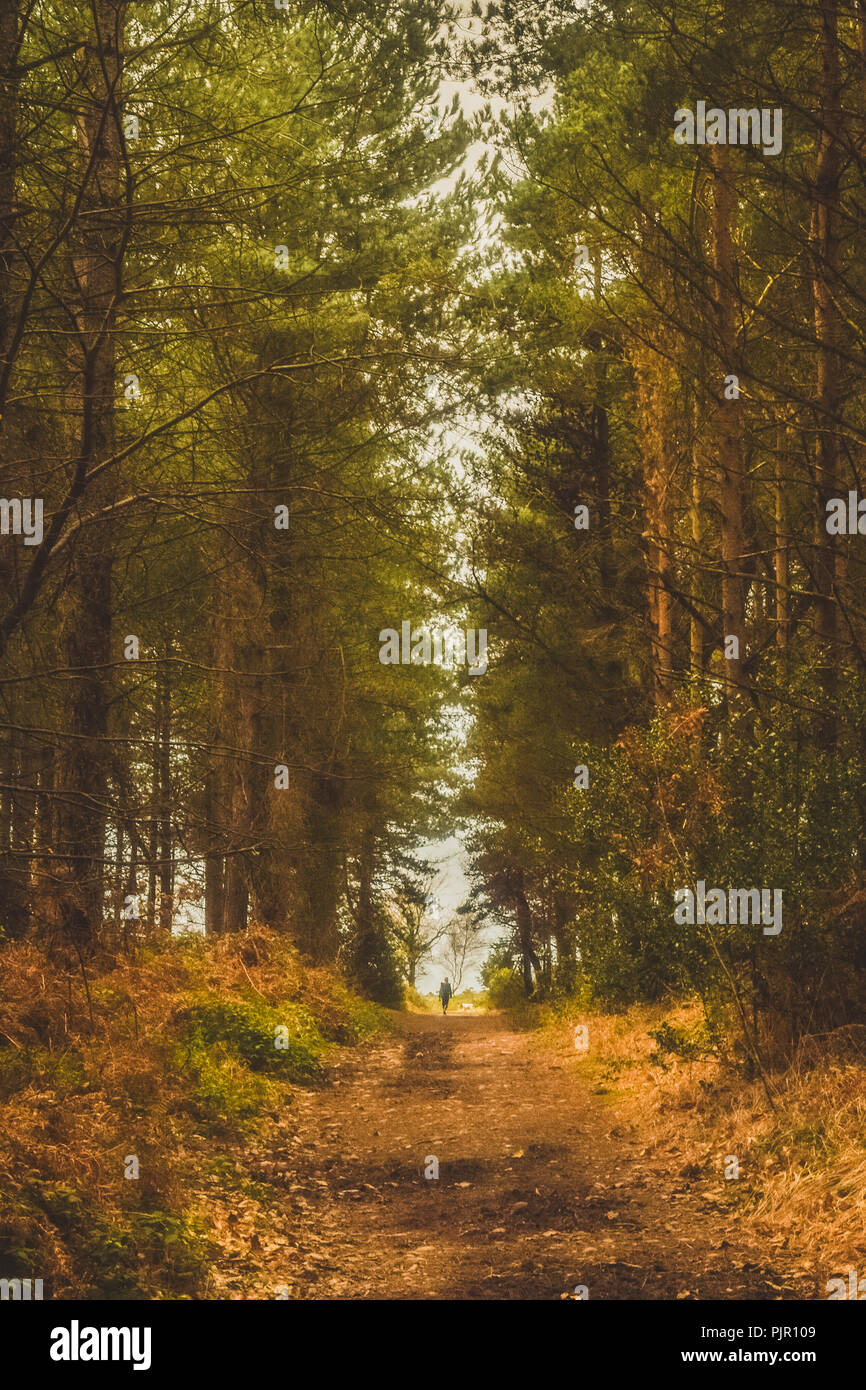 Managed tree plantation hi-res stock photography and images - Alamy