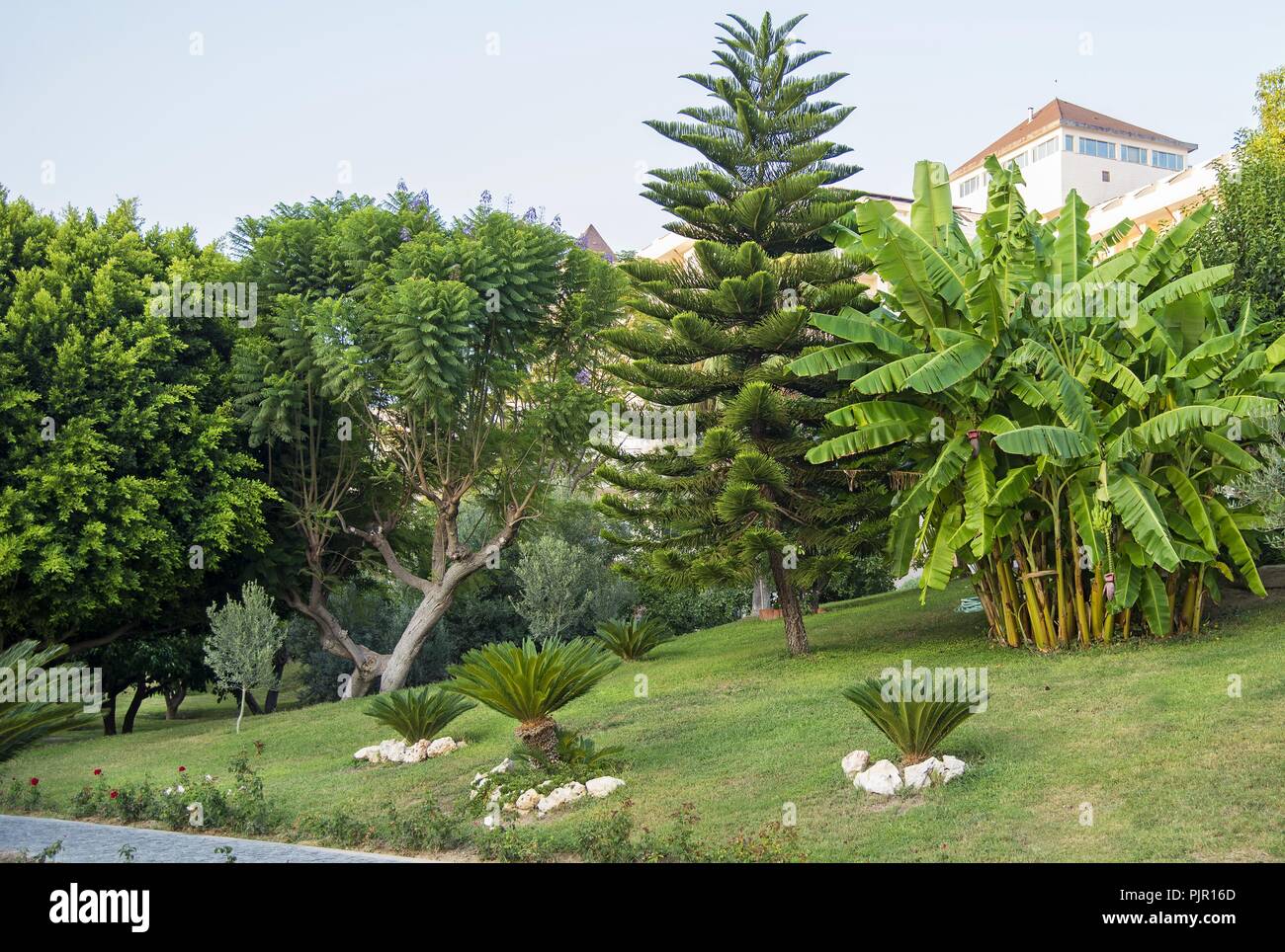 Banana plantation in brazil bananas hi-res stock photography and images ...