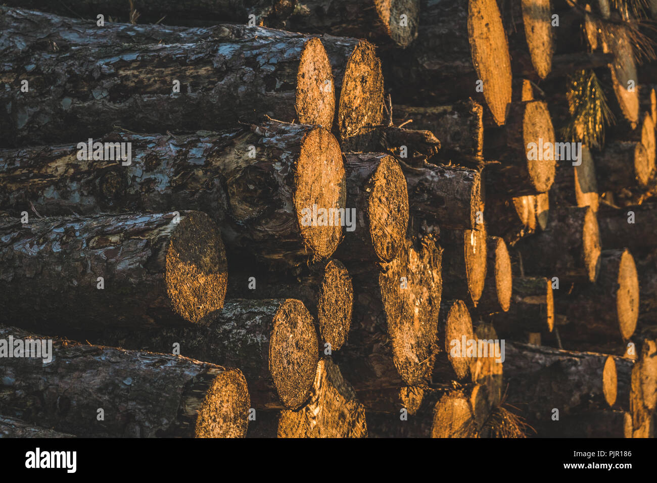 Tree managment hi-res stock photography and images - Alamy