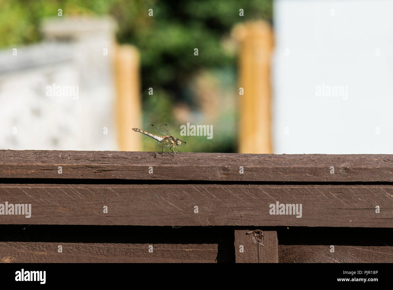 Vulvar scale hi-res stock photography and images - Alamy