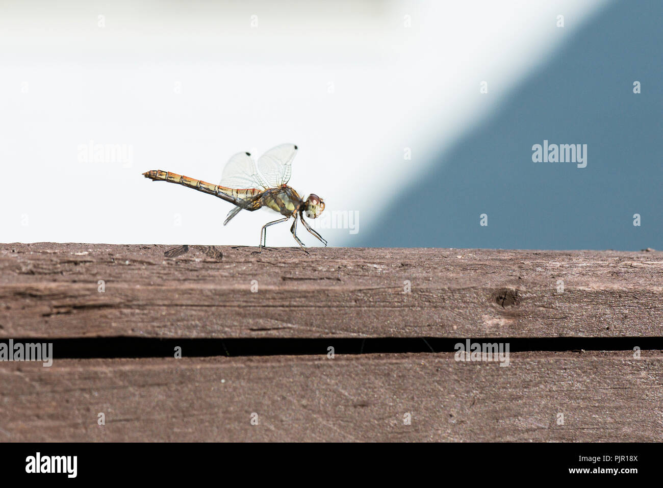 A female vagrant darter dragonfly (Sympetrum vulgatum) sitting on a ...