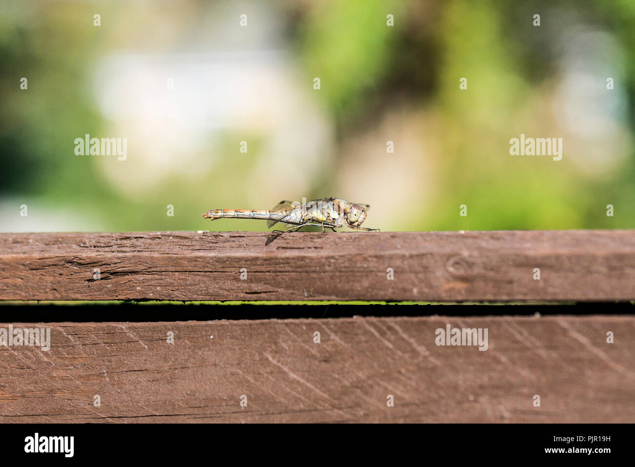 Vulvar scale hi-res stock photography and images - Alamy