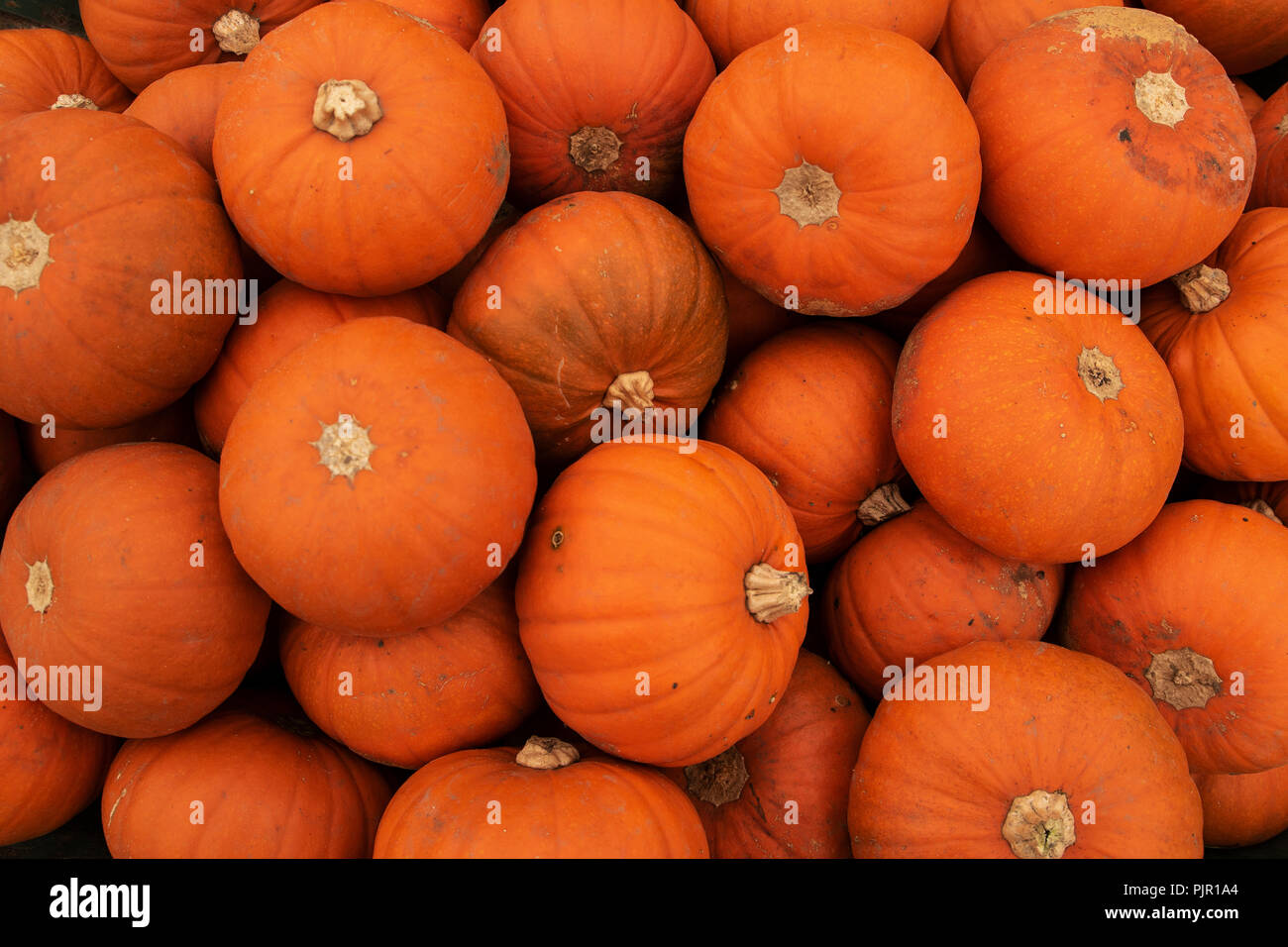 A pile of small orange pumpkins with stalks Stock Photo - Alamy