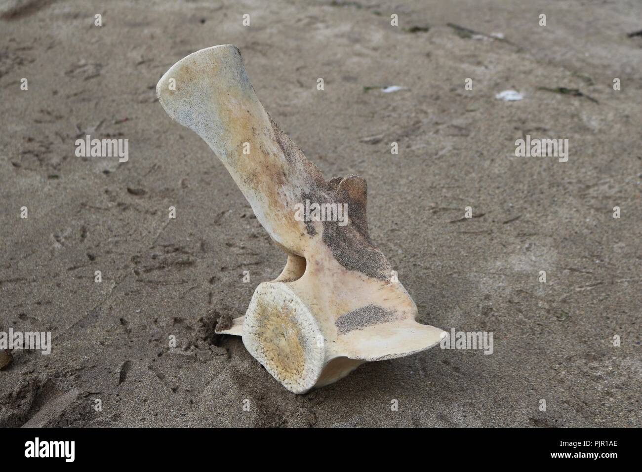 Whale backbone hi-res stock photography and images - Alamy