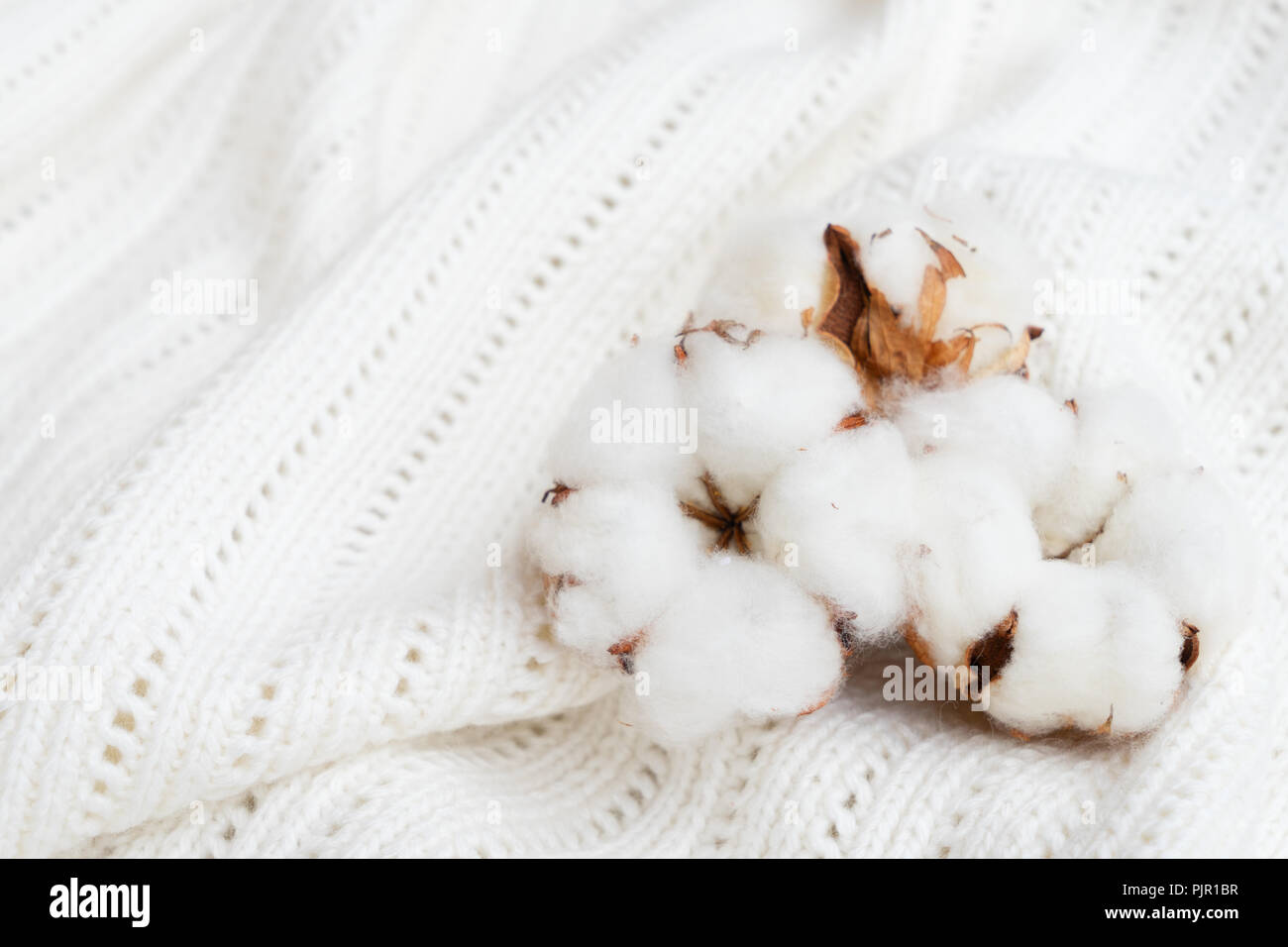 Raw cotton buds on cotton texture Stock Photo - Alamy