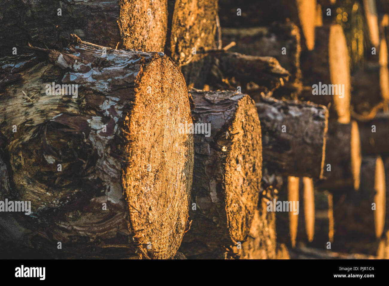Tree managment hi-res stock photography and images - Alamy