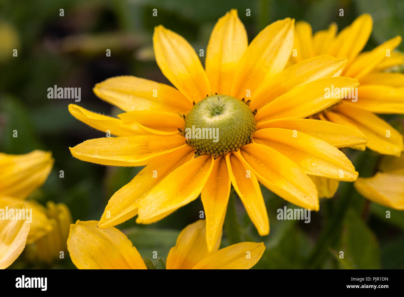 Close up of Rudbeckia Prairie Sun flowering in an English garden Stock ...