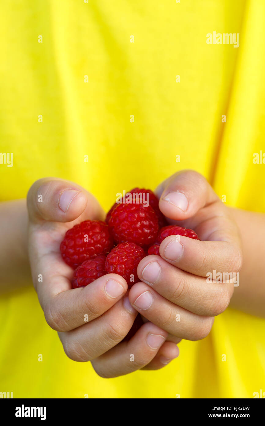 Raspberries berry fruits raspberry berries fruit summer hands holding ...