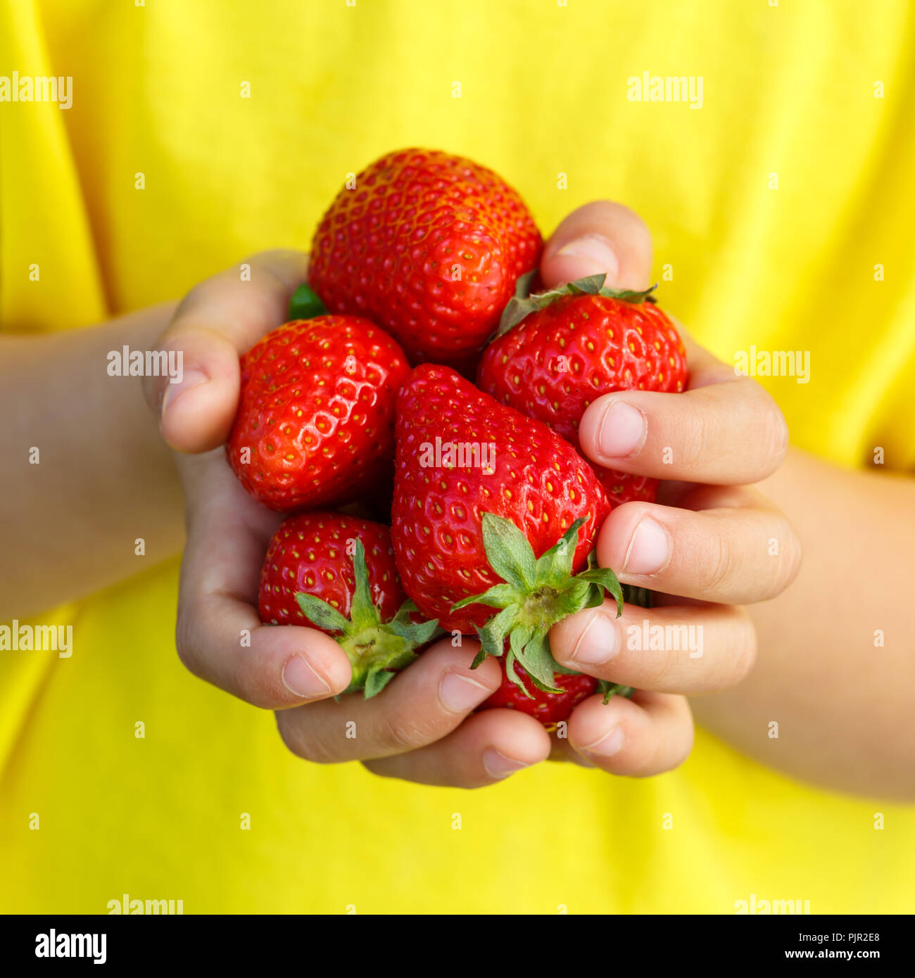 Hand hold strawberry fruit hi-res stock photography and images - Alamy