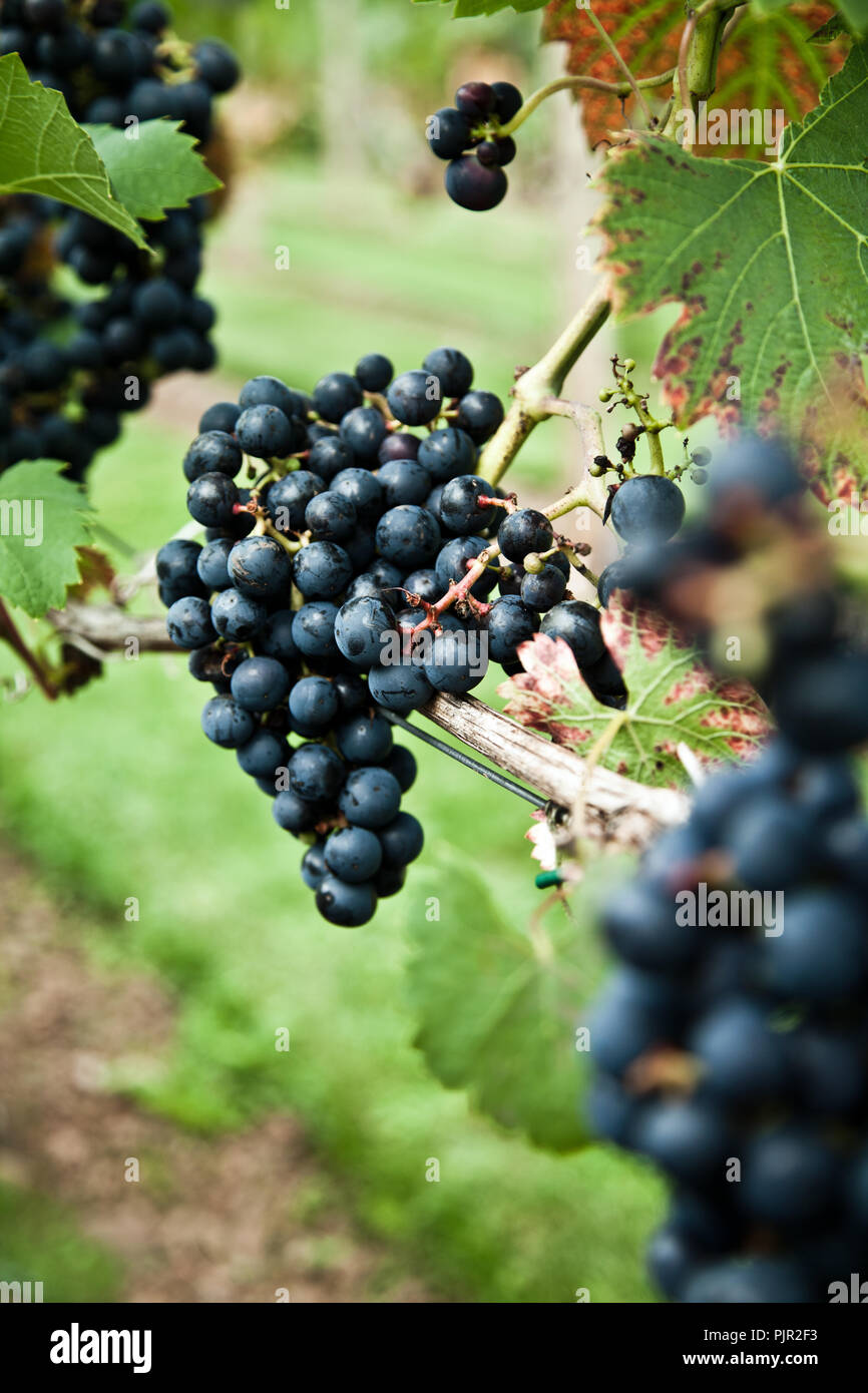 Good grape hi-res stock photography and images - Alamy
