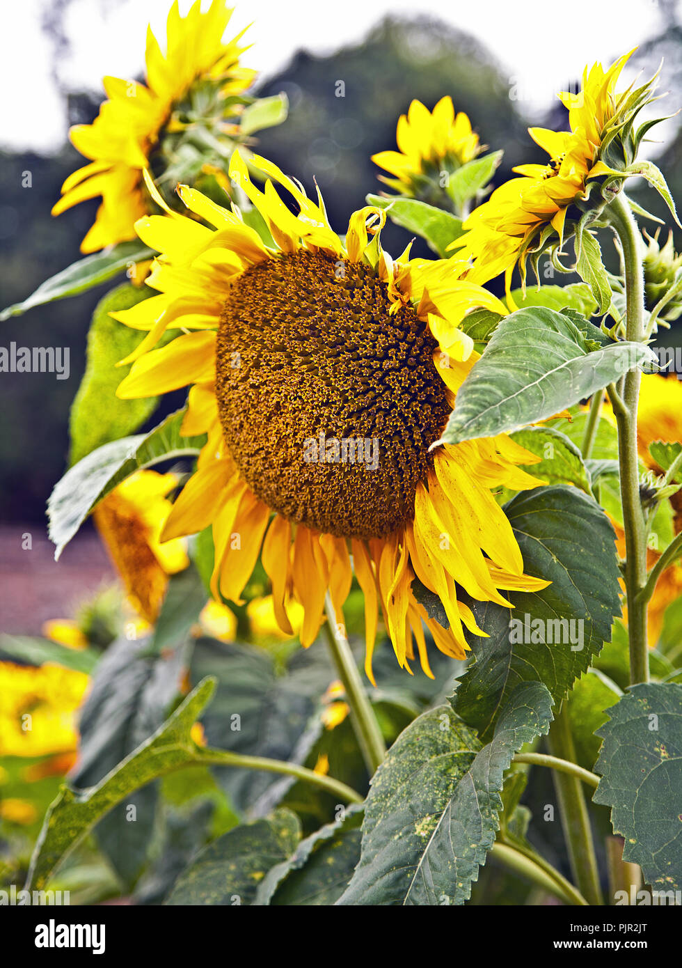 Sunflower screensaver hi-res stock photography and images - Alamy