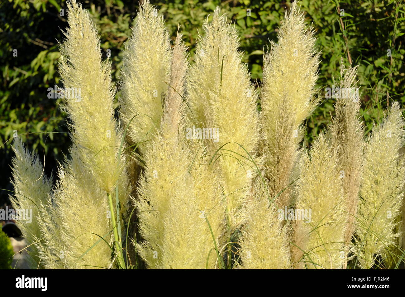 Pampas Grass plumes in late summer in a southern English garden, early ...