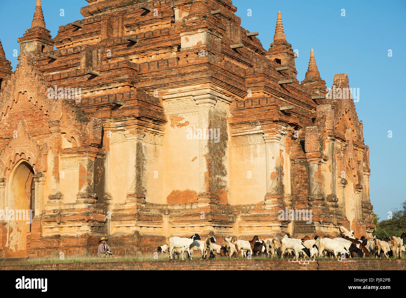 A farmer with her goats near one of the ancient temples of the Bagan ...
