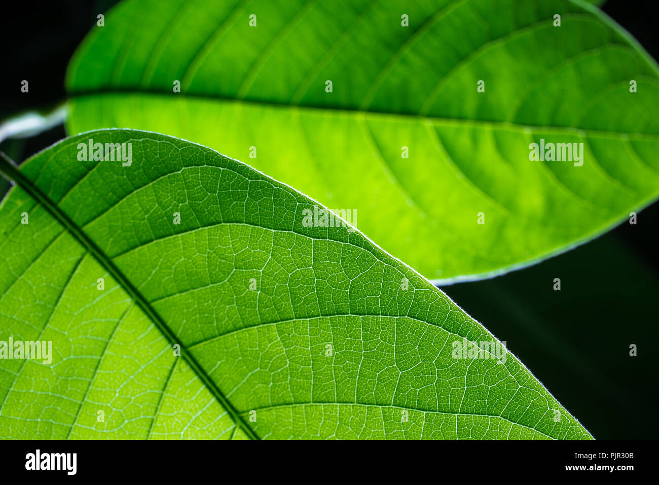 full frame shot of a green leaf Stock Photo - Alamy