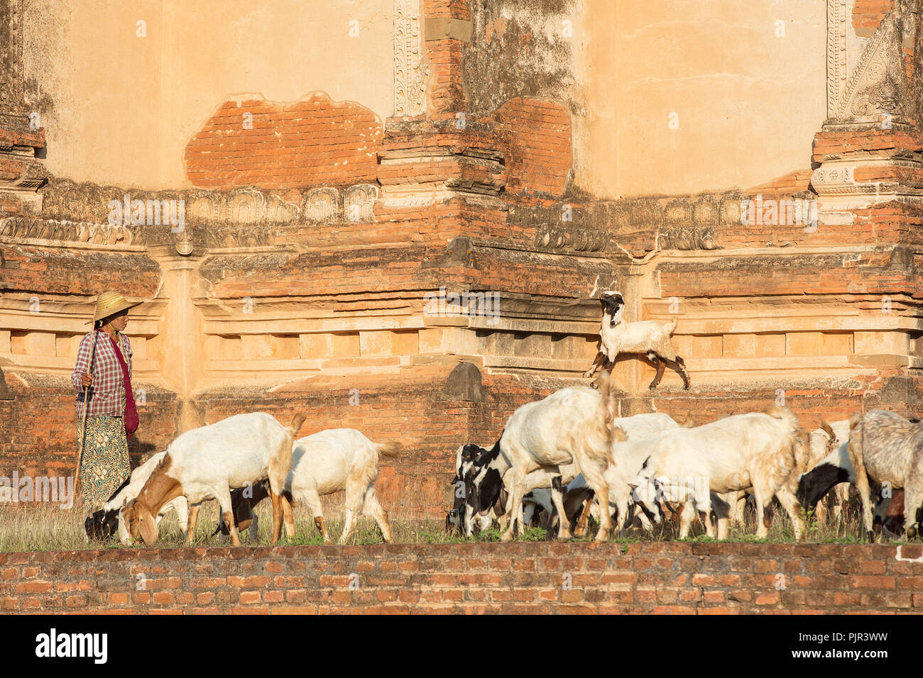 A farmer with her goats near one of the ancient temples of the Bagan ...