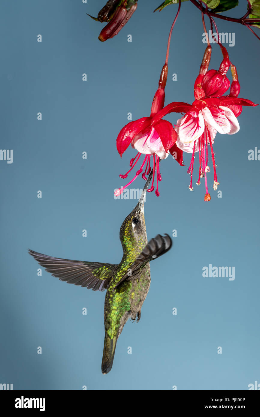 Female Talamanca Hummingbird (Eugenes spectabilis) in Costa Rica Stock ...