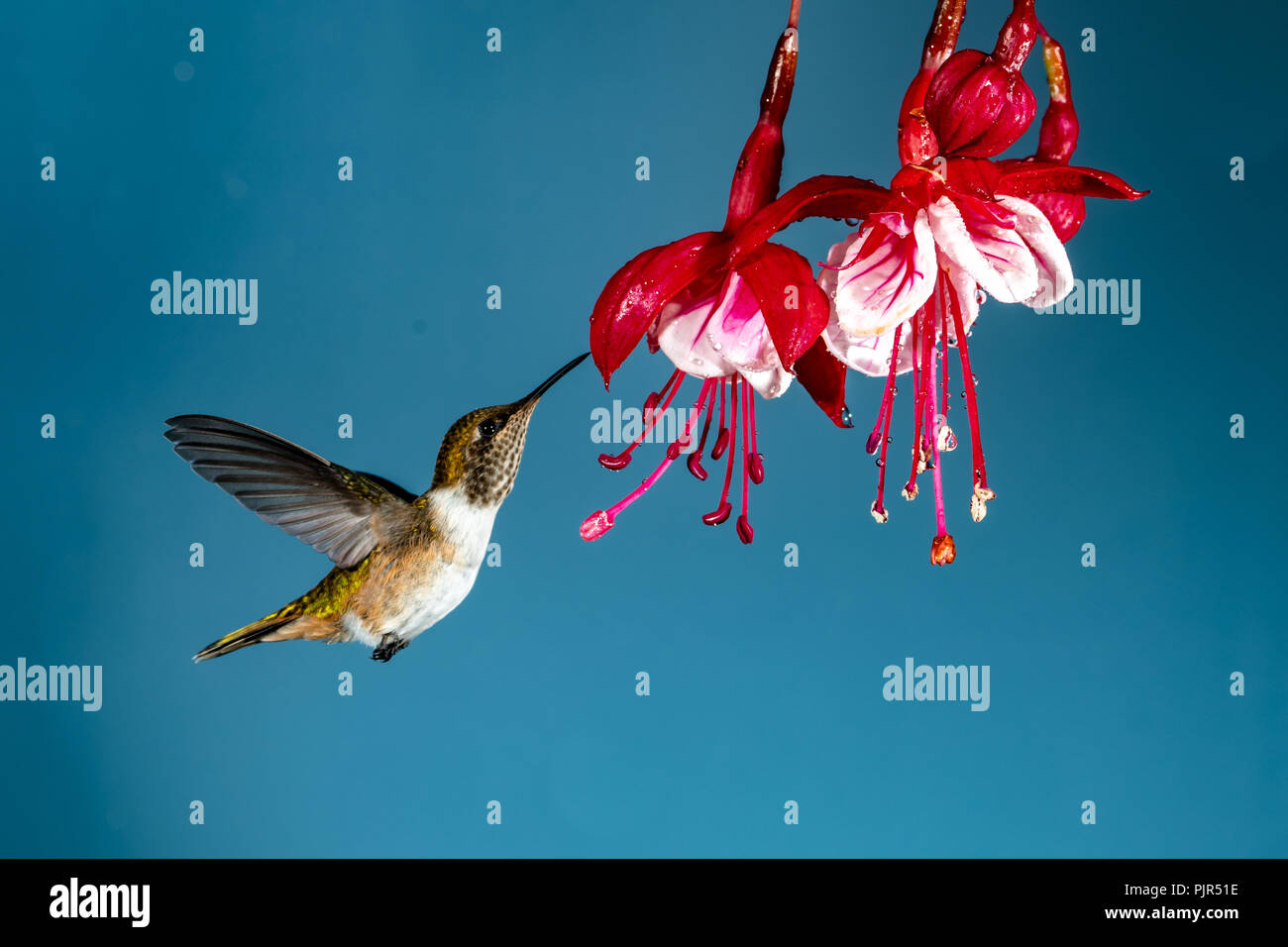 Volcano hummingbird (Selasphorus flammula) in Costa Rica Stock Photo ...