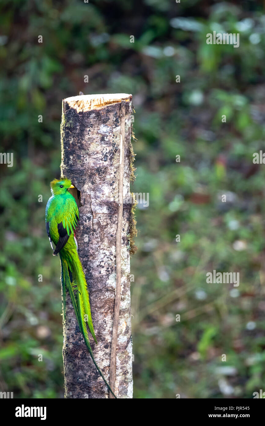 Quetzal tail outside nest in hi-res stock photography and images - Alamy