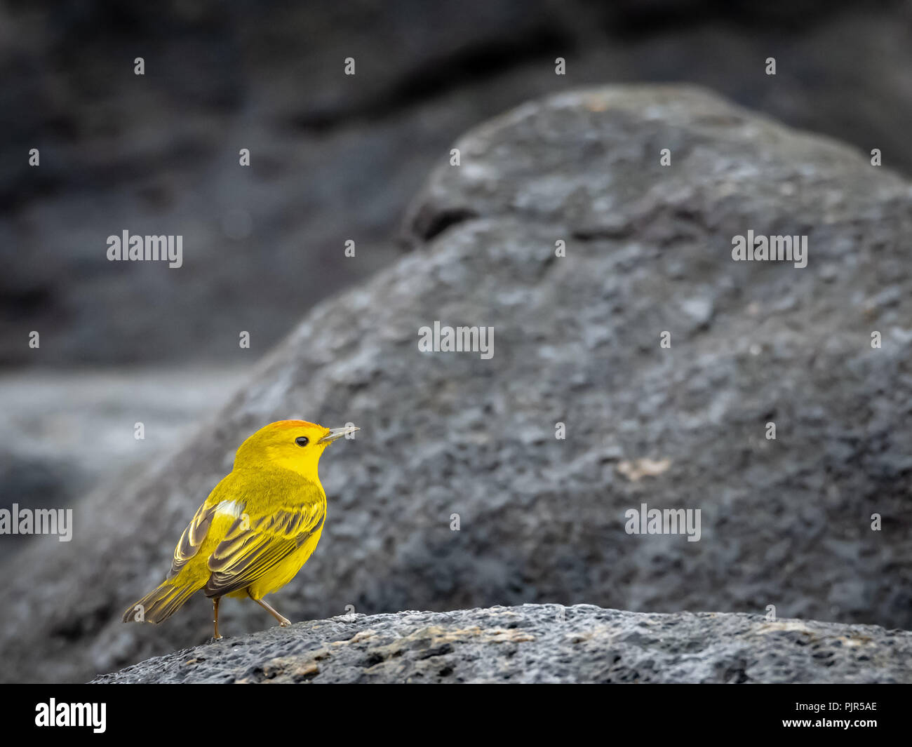 Galapagos yellow warbler (Dendroica petechia Stock Photo - Alamy