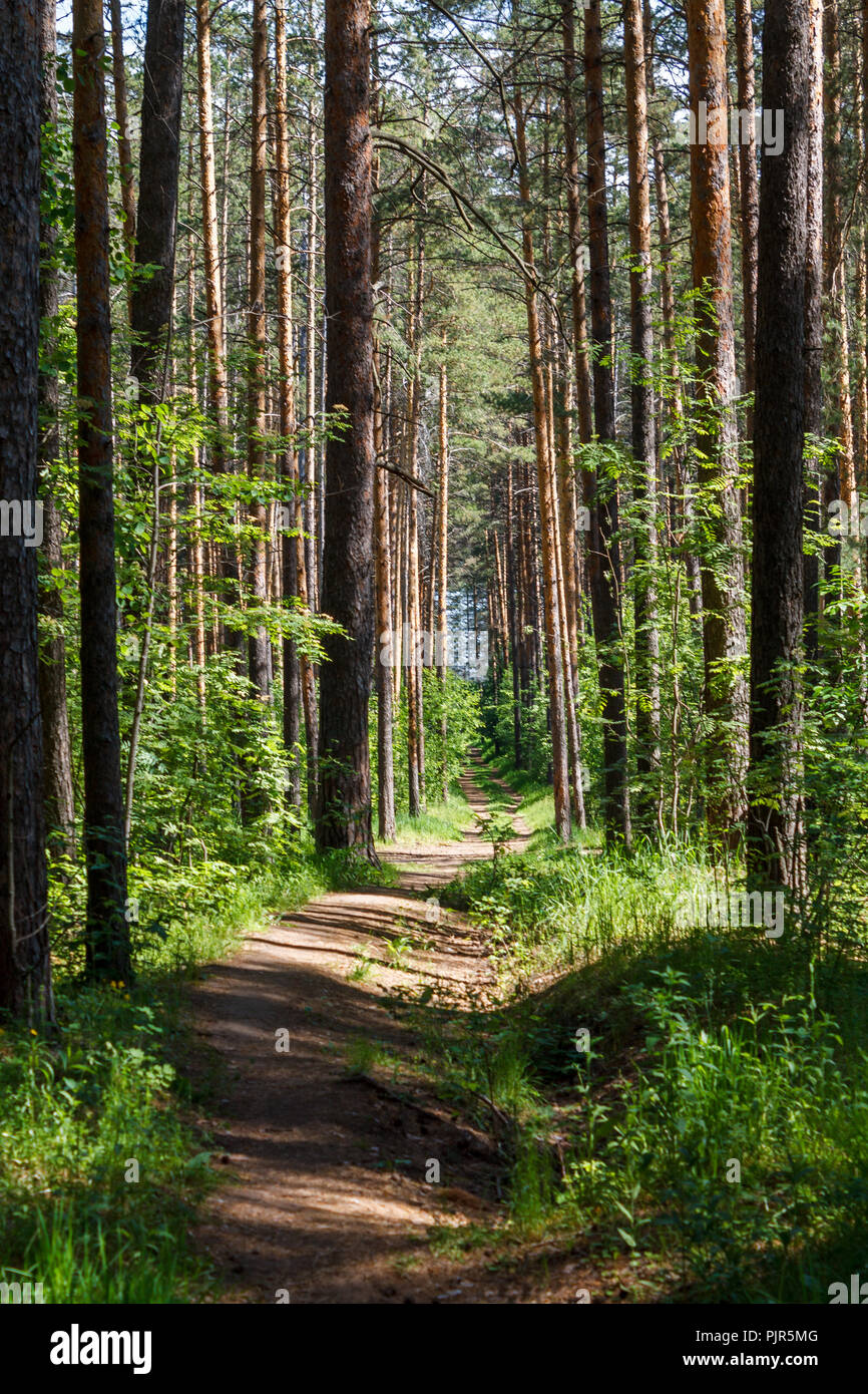 A curving road leading into the distance among the pine trees in the ...