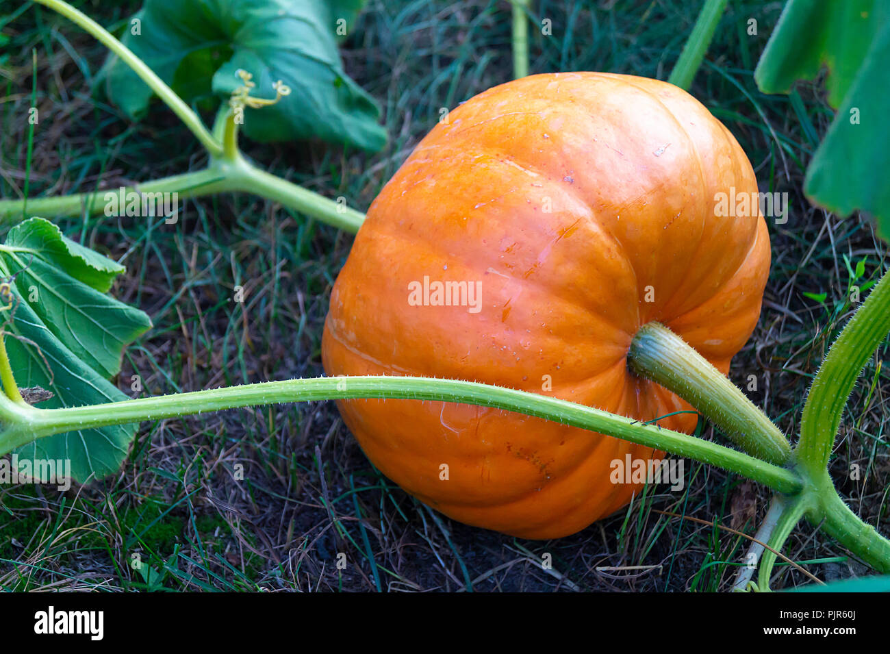 ripe pumpkin with green sheet grows in garden on land Stock Photo - Alamy