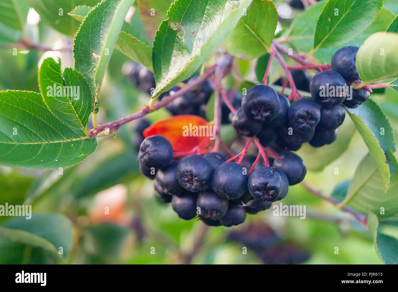Aronia plants hi-res stock photography and images - Alamy