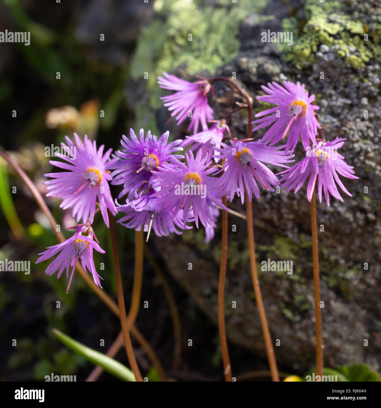 Alpine flower Soldanella Alpina (snowbell). Photo taken at an altitude ...
