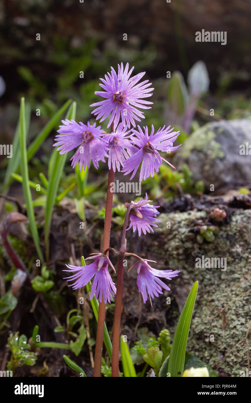 Soldanella alpina hi-res stock photography and images - Alamy
