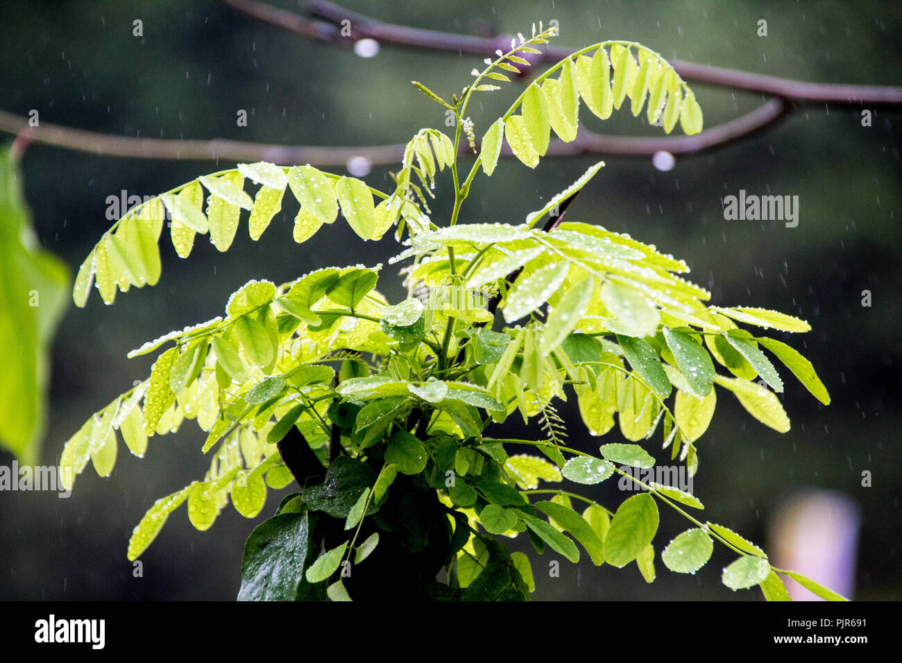 photo of Tree during rain in Ramsar city in Islamic Republic of Iran ...