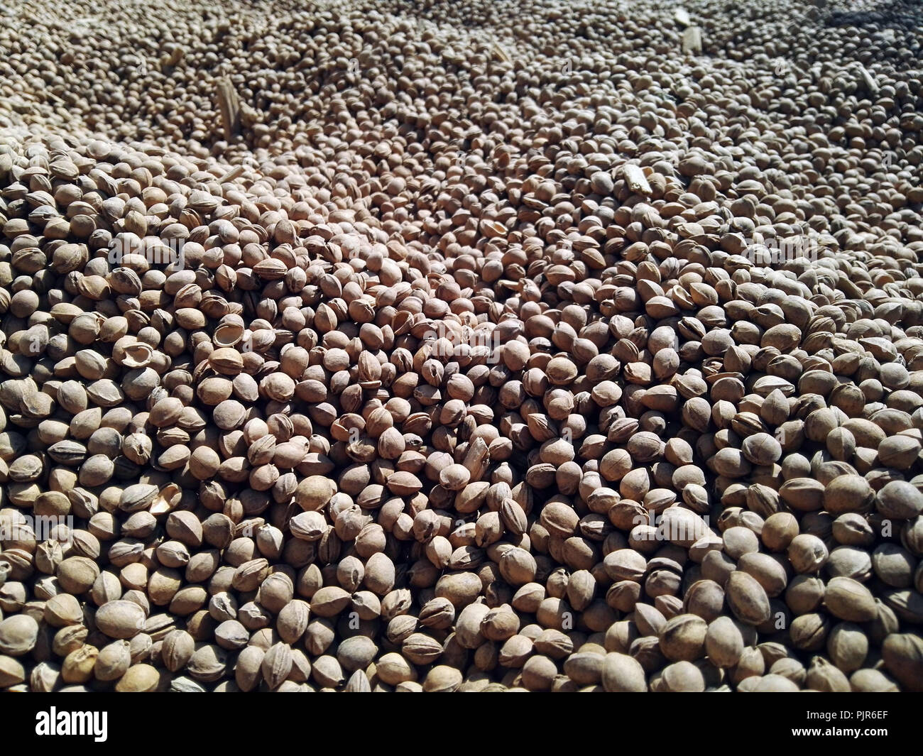 Cherry stone hi-res stock photography and images - Alamy