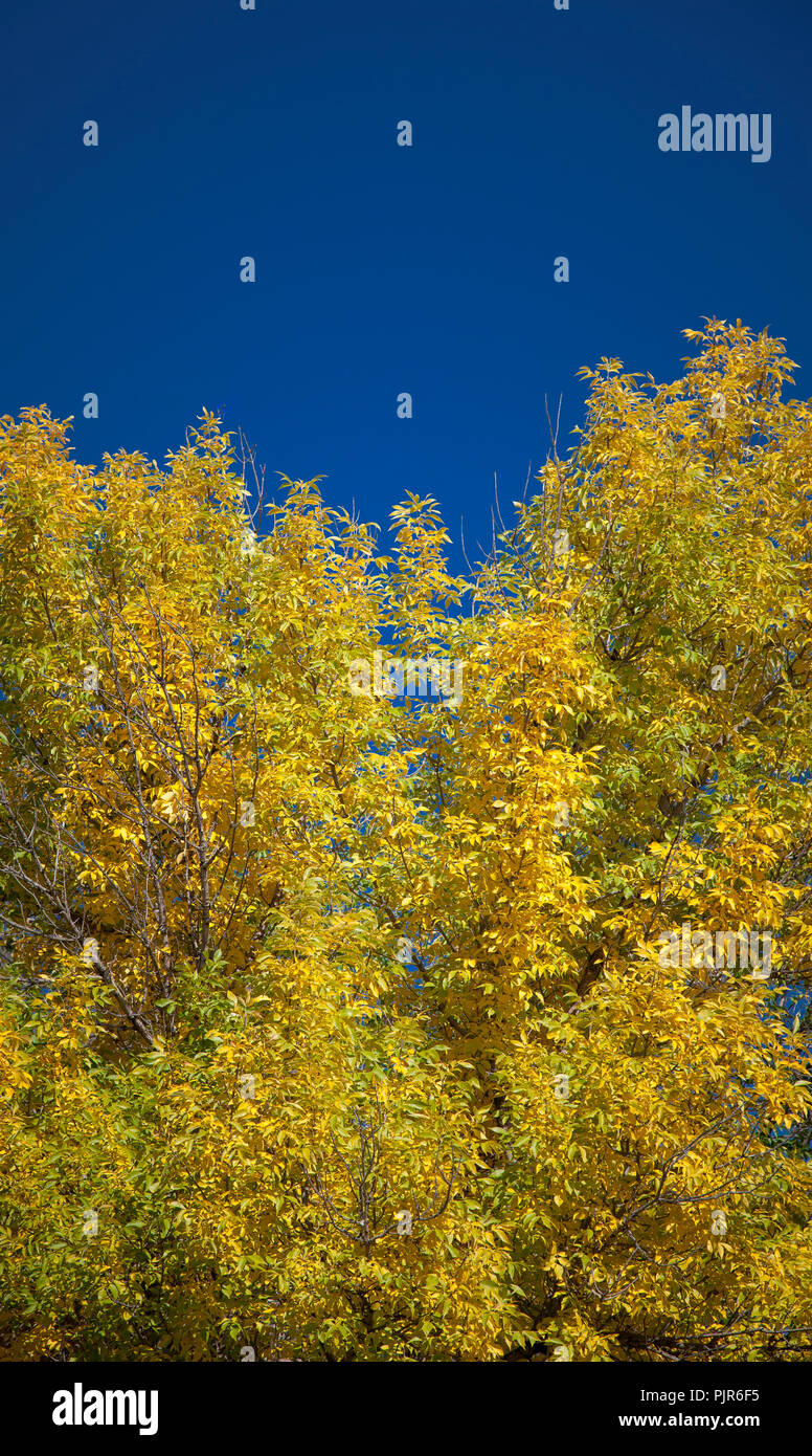 Fall leaf tree hi-res stock photography and images - Alamy