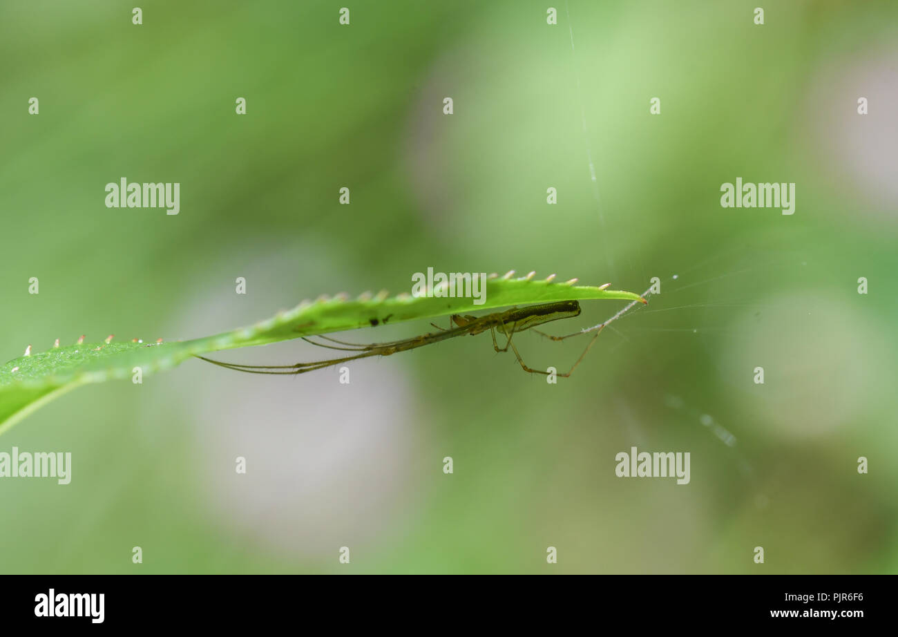 Spider under bed hi-res stock photography and images - Alamy