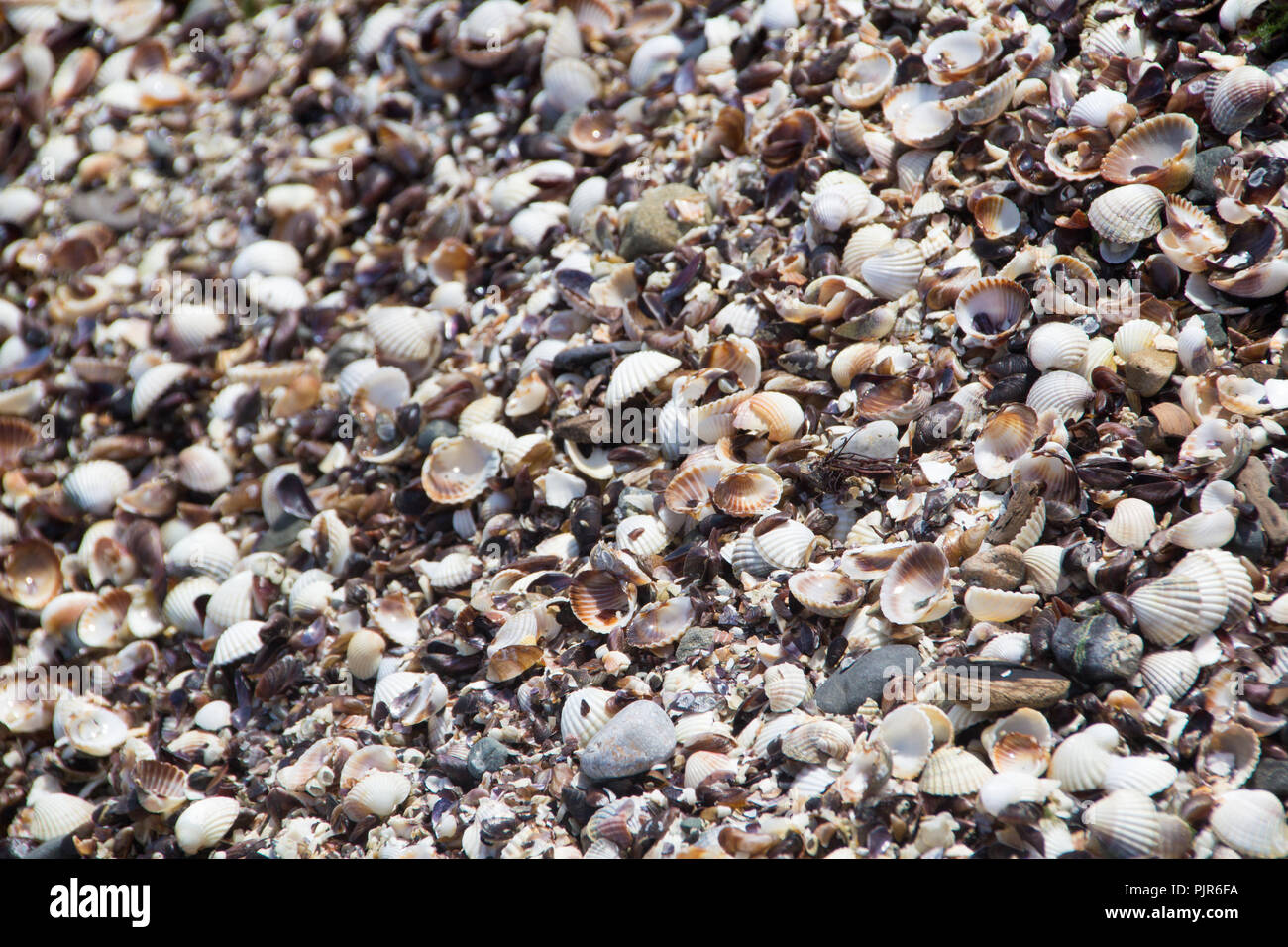 photo of Oysters In the Caspian Sea coast in Ramsar city in Islamic ...
