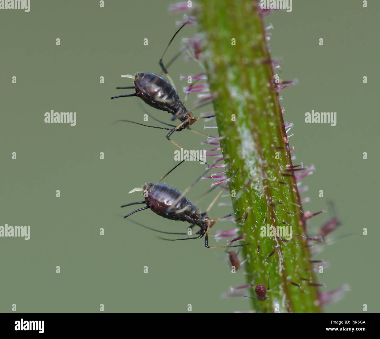 Adult aphids hi-res stock photography and images - Alamy