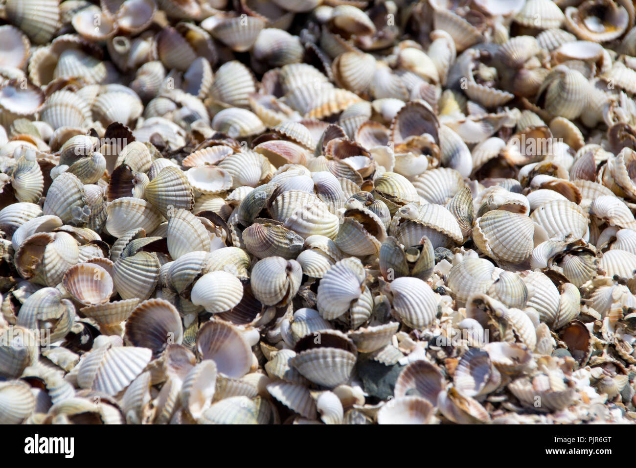 photo of Oysters In the Caspian Sea coast in Ramsar city in Islamic ...