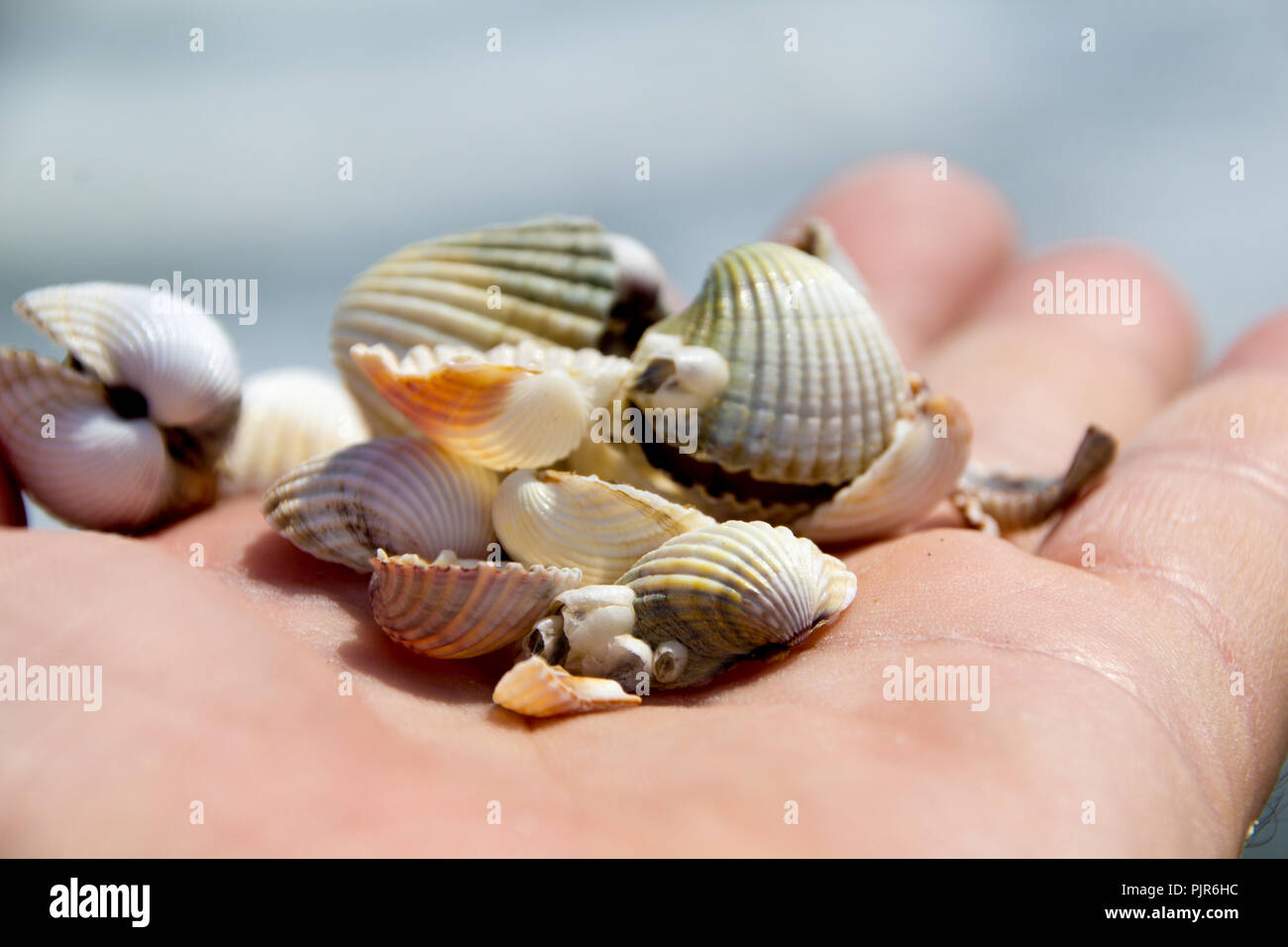 photo of Oysters In a hand in the Caspian Sea coast in Ramsar city in ...